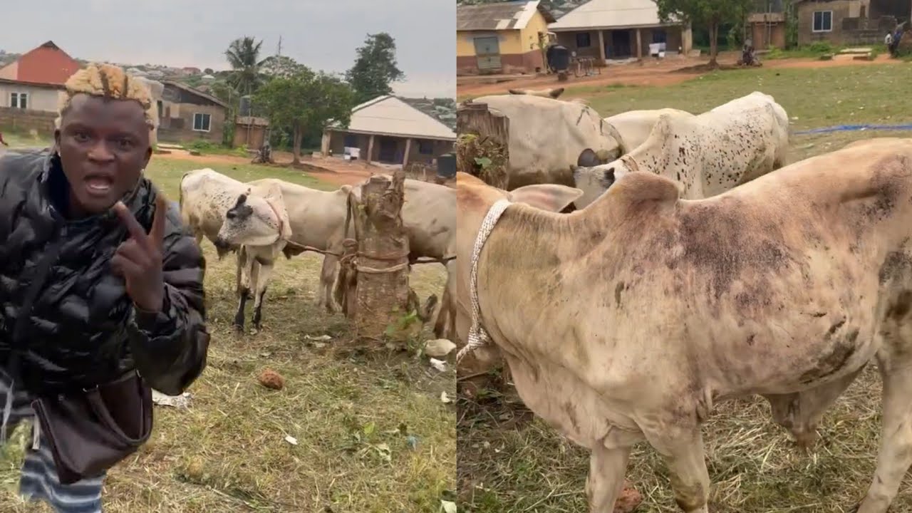 PORTABLE BOASTS OF BUYING COWS AND RAMS FOR FOR KINGS AND PEOPLE - YouTube