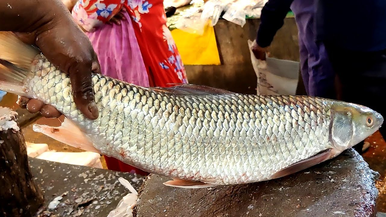 AMAZING MRIGAL FISH CUTTING by EXPERT FISH CUTTER. FISH CUTTING SKILLS ...