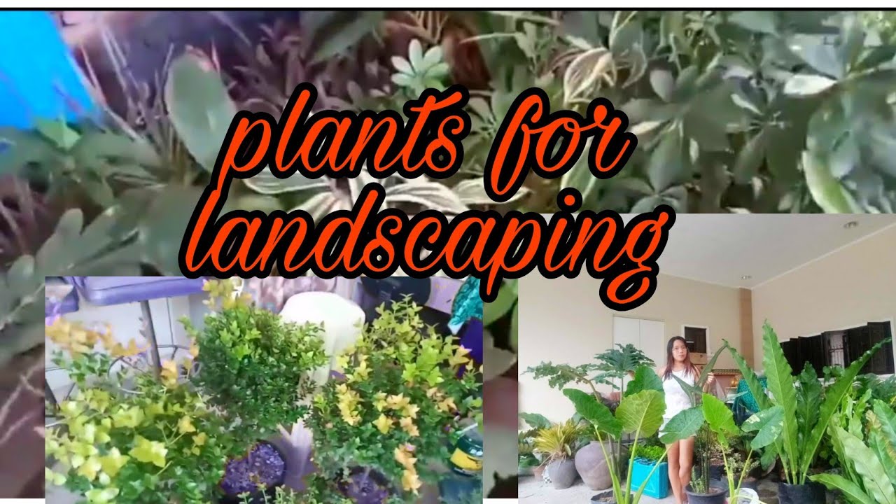 HALAMANG PANG LANDSCAPING || PLANT FOR LANDSCAPING IDEAS - YouTube