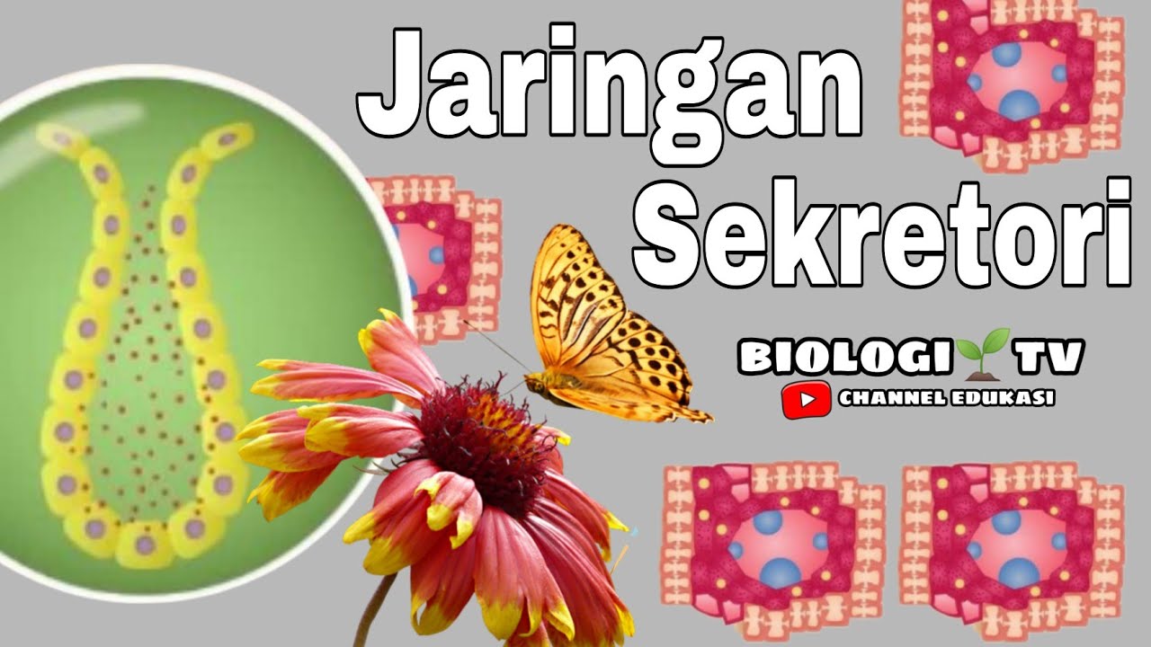 Jaringan Sekretori pada tumbuhan - bab jaringan tumbuhan biologi sma ...