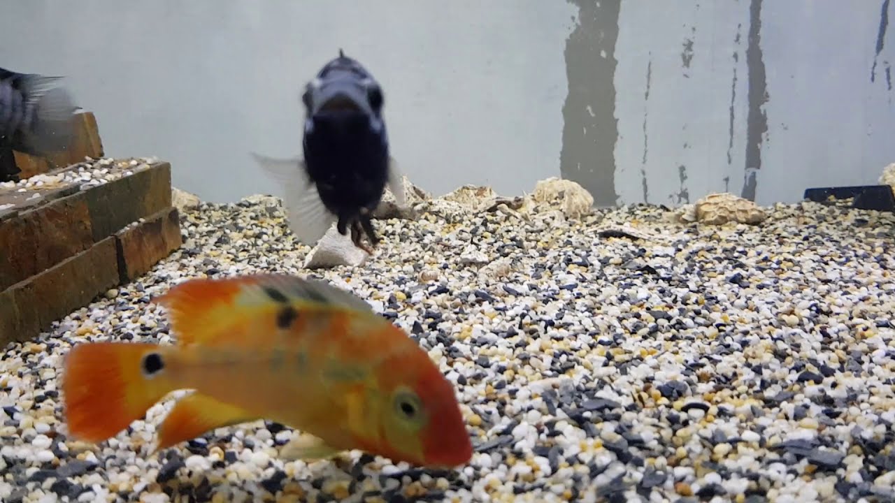 Female Cuban cichlid - YouTube