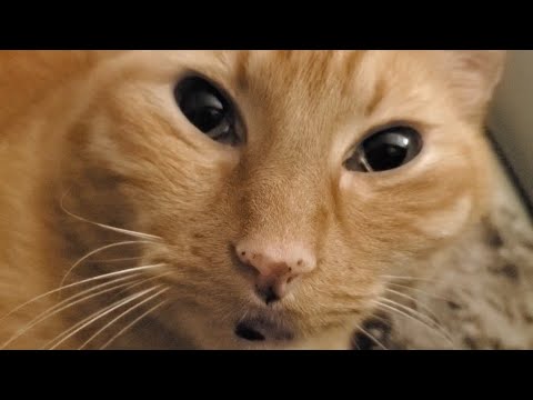 Alphabet Song with this a Cute ALIEN Cat??!! 😹👽😹 Kitty ABCs LOL 😻 #cat ...