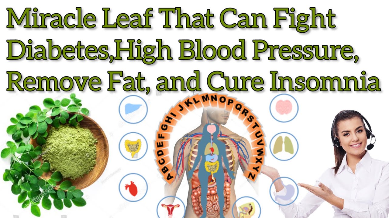 Miracle Leaf That Can Fight Diabetes, High Blood Pressure, Remove Fat ...