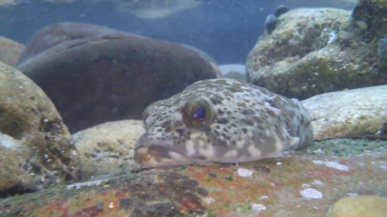 Tidal Pool Fish - YouTube
