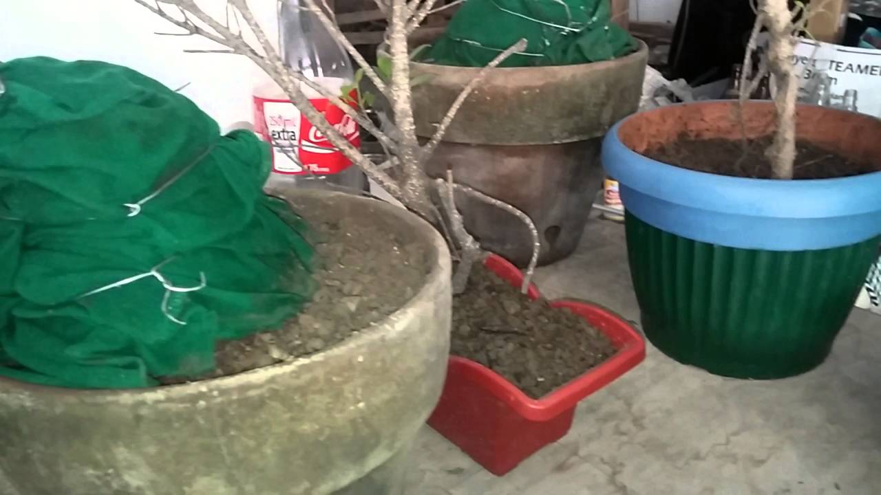 Bonsai ficus - forest and aerial roots - YouTube