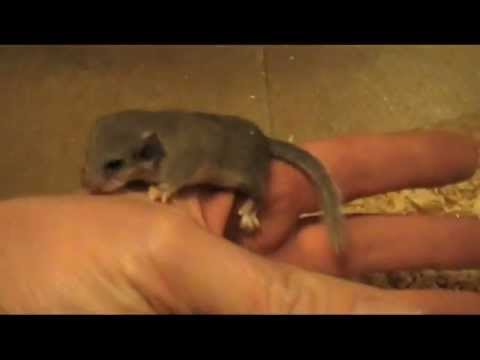 Baby Micro Squirrels! AKA African Pygmy Dormice Babies ♡ - YouTube