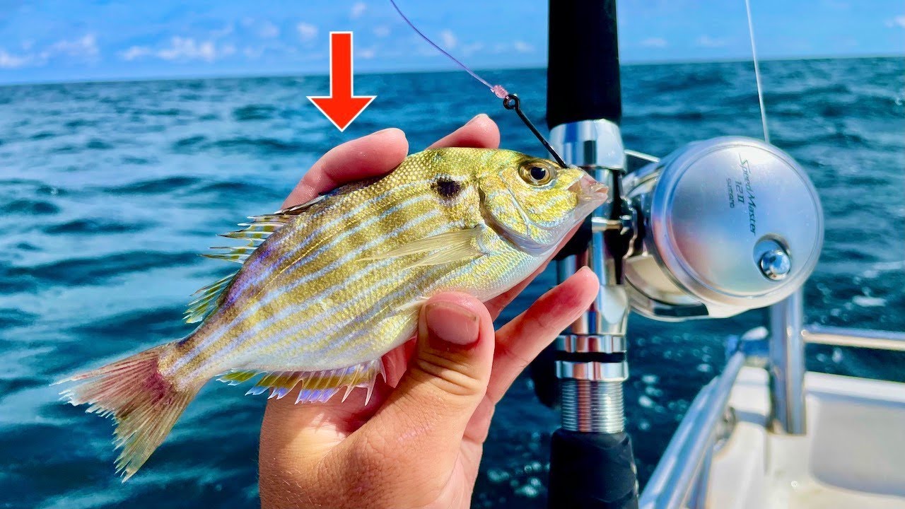 FISHING a LIVE! PINFISH in 110' DEEP for my DINNER [Catch,Clean,Cook ...