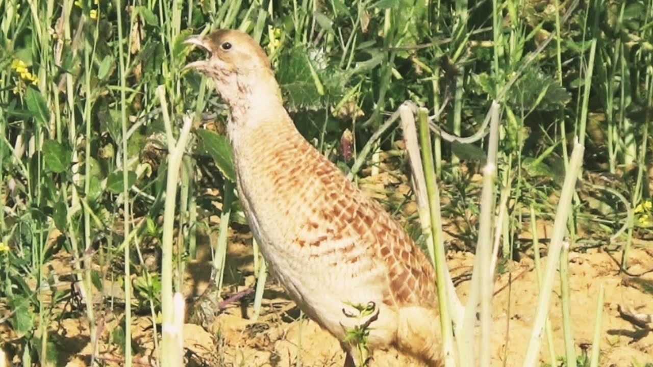 Teetar ki awaz । teetar voice । gray francoline । teetar sound । teetar ...