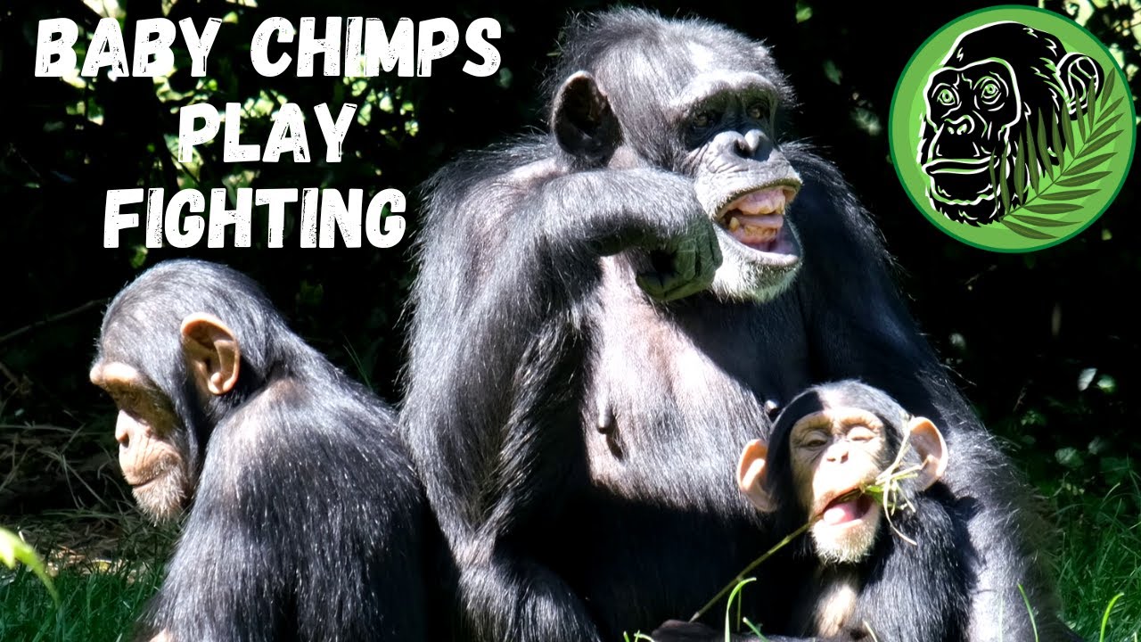Young Chimps Play Fighting - YouTube