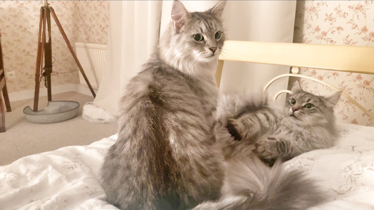 Twin cats squabbling - YouTube