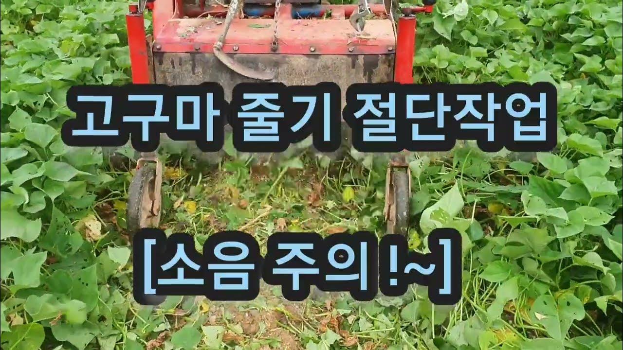 고구마 줄기 절단 작업 Youtube
