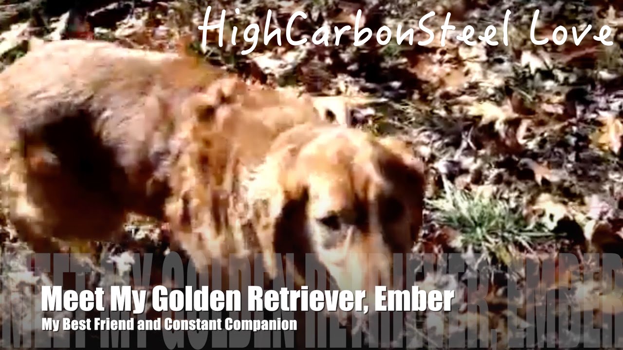 Meet My Golden Retriever, Ember | My Best Friend and Constant Companion ...