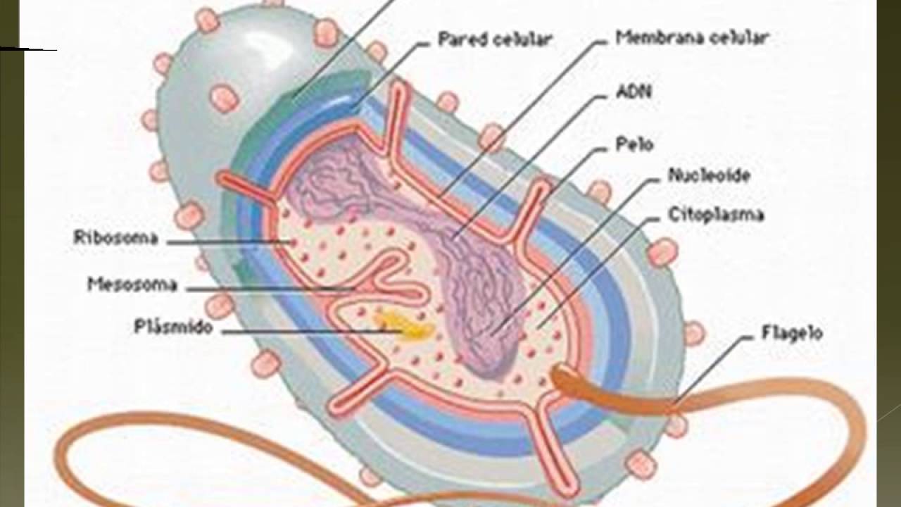 Eubacterias Dominio Archaea Y Dominio Eubacteria.