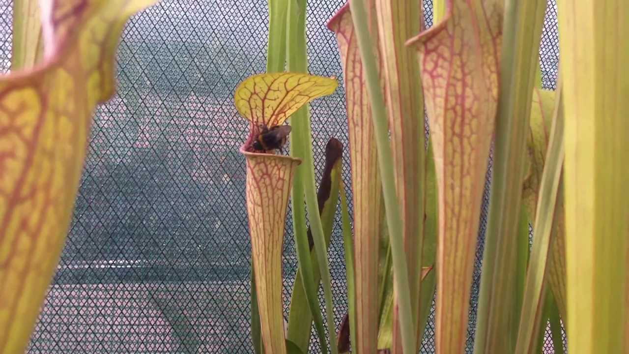 Pitcher plant eats a bumble bee - YouTube