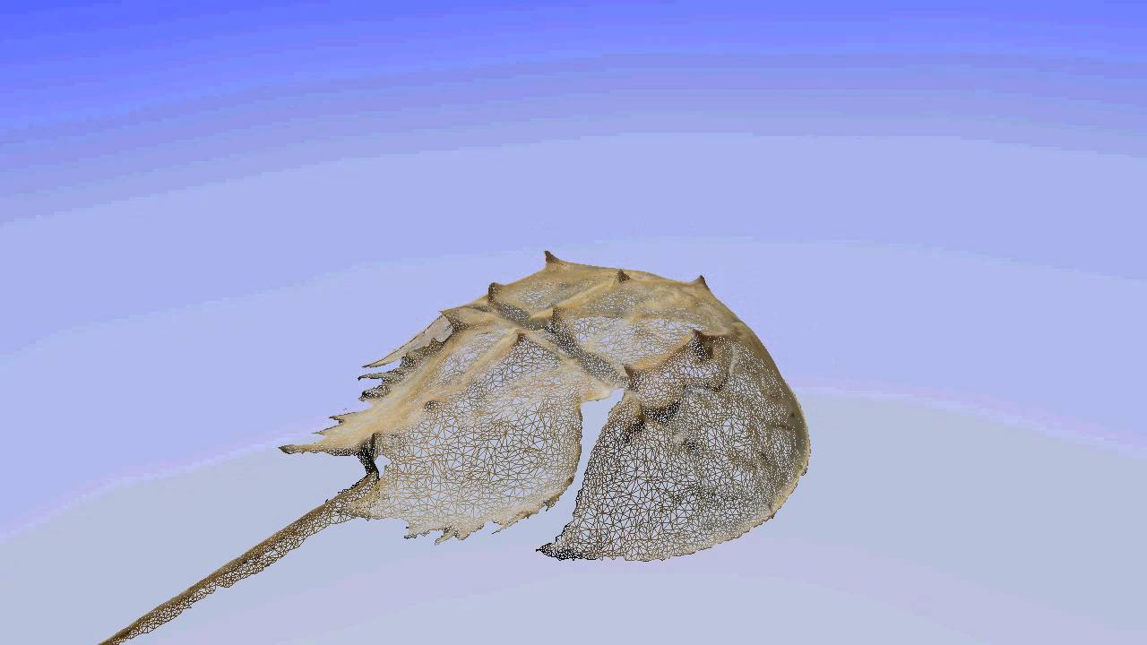 Horseshoe crab 3D wire frame 1.avi - YouTube