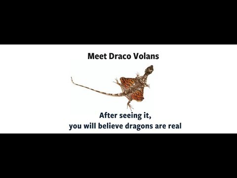 Draco Volans, The Real Dragon, Quick Facts - Our Breathing Planet - YouTube