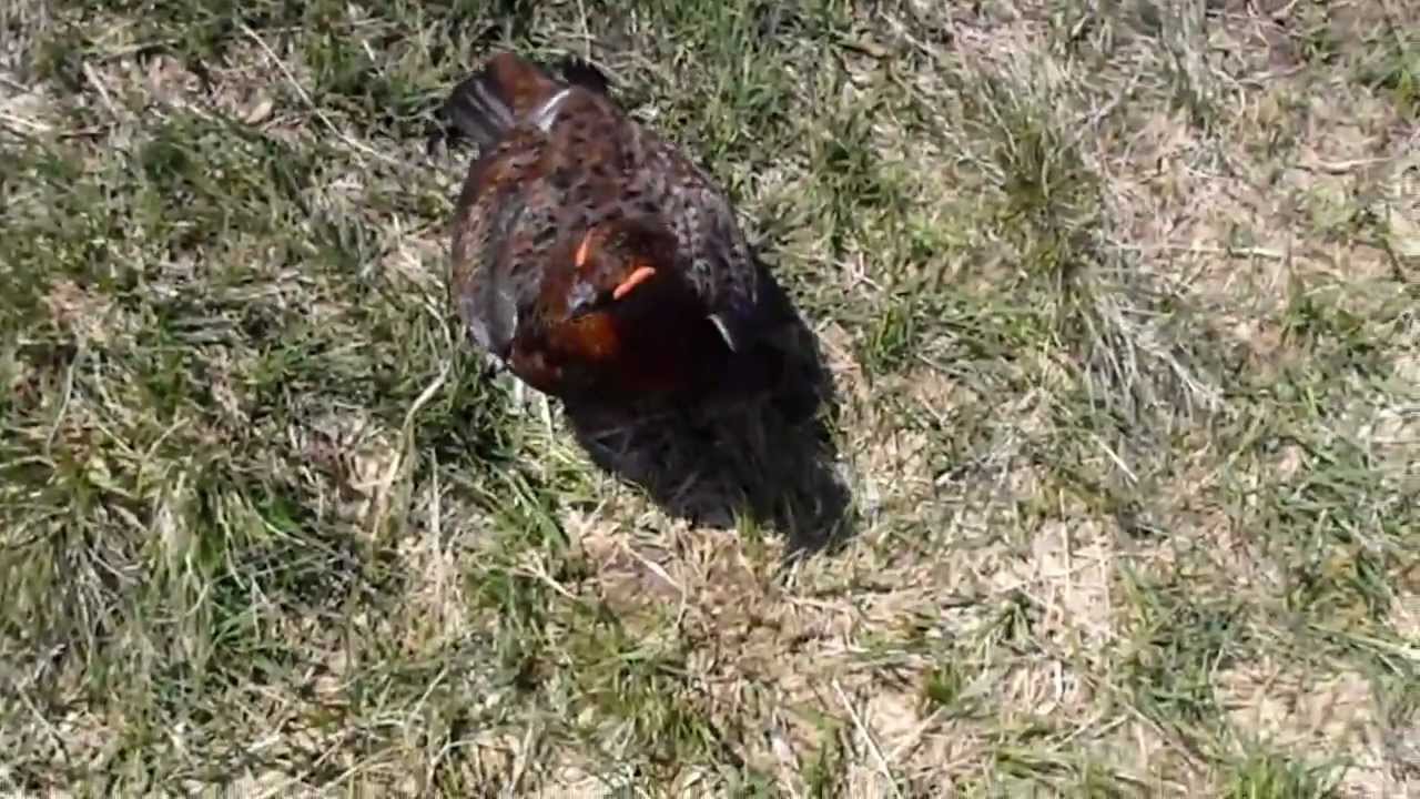 Grouse Attack! - YouTube