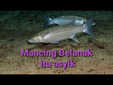 Mancing Belanak itu asyik - YouTube
