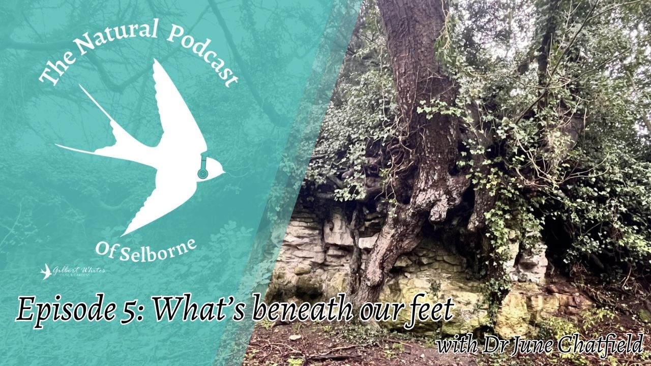 The Natural Podcast of Selborne: Episode 5: What's beneath our feet ...