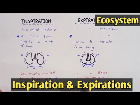 Mechanism of breathing | inspiration and Expiration | Class 11 Biology ...