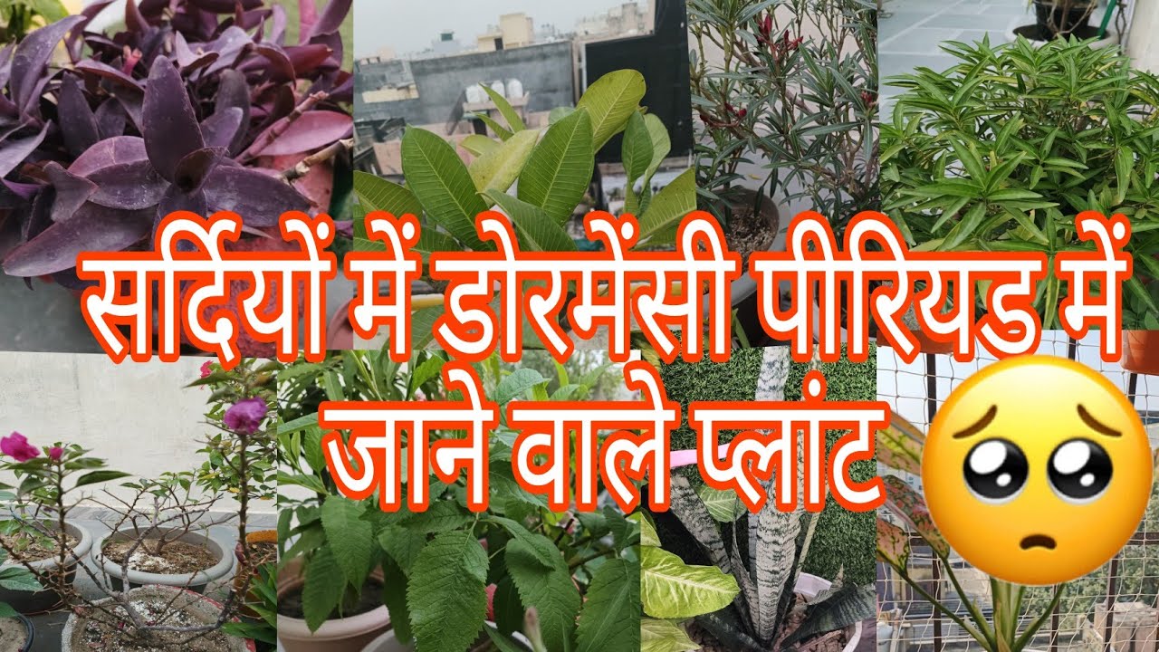 सर्दियों में 40+ प्लांट जो अपनी Growth रोक देंगे How to save your ...