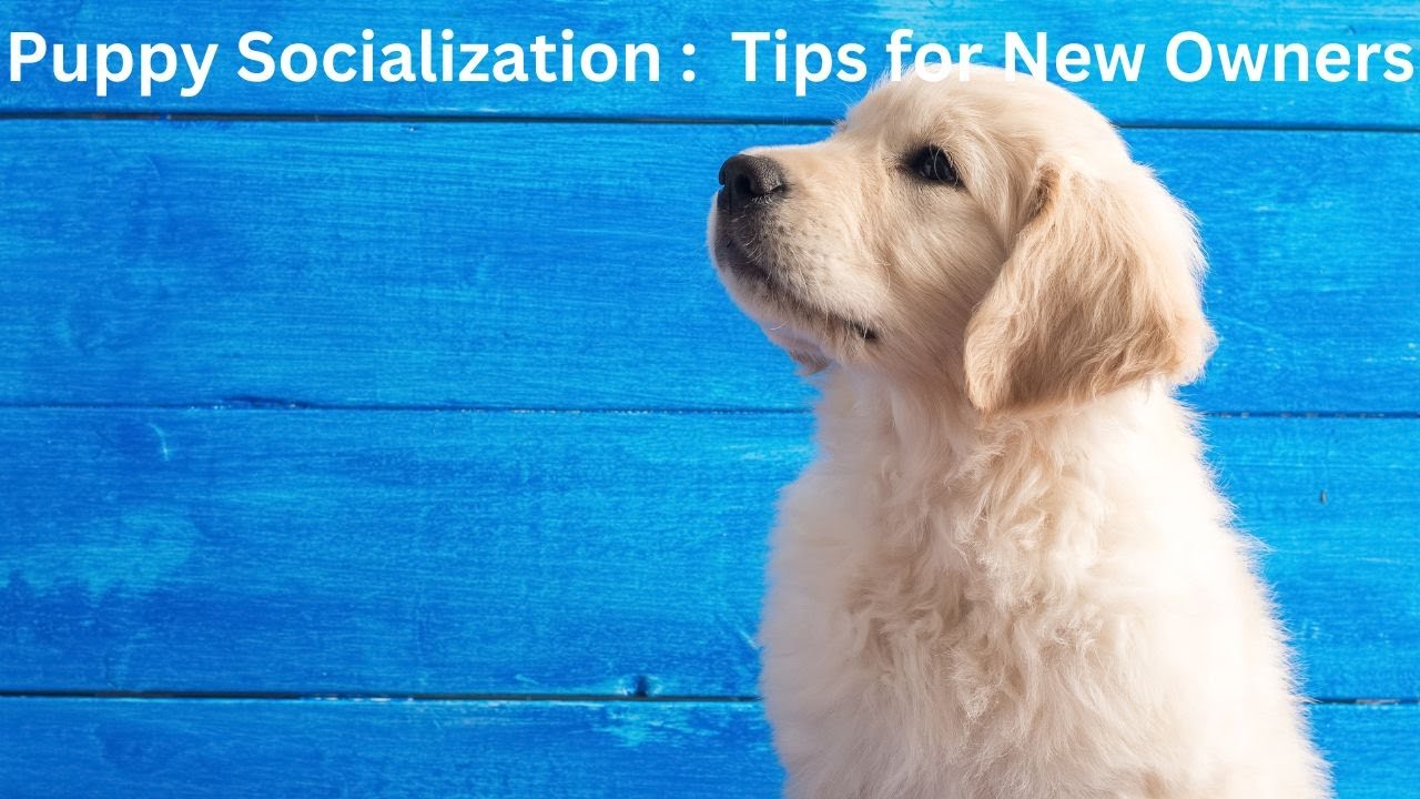 Puppy Socialization 101: Essential Tips for New Owners - YouTube