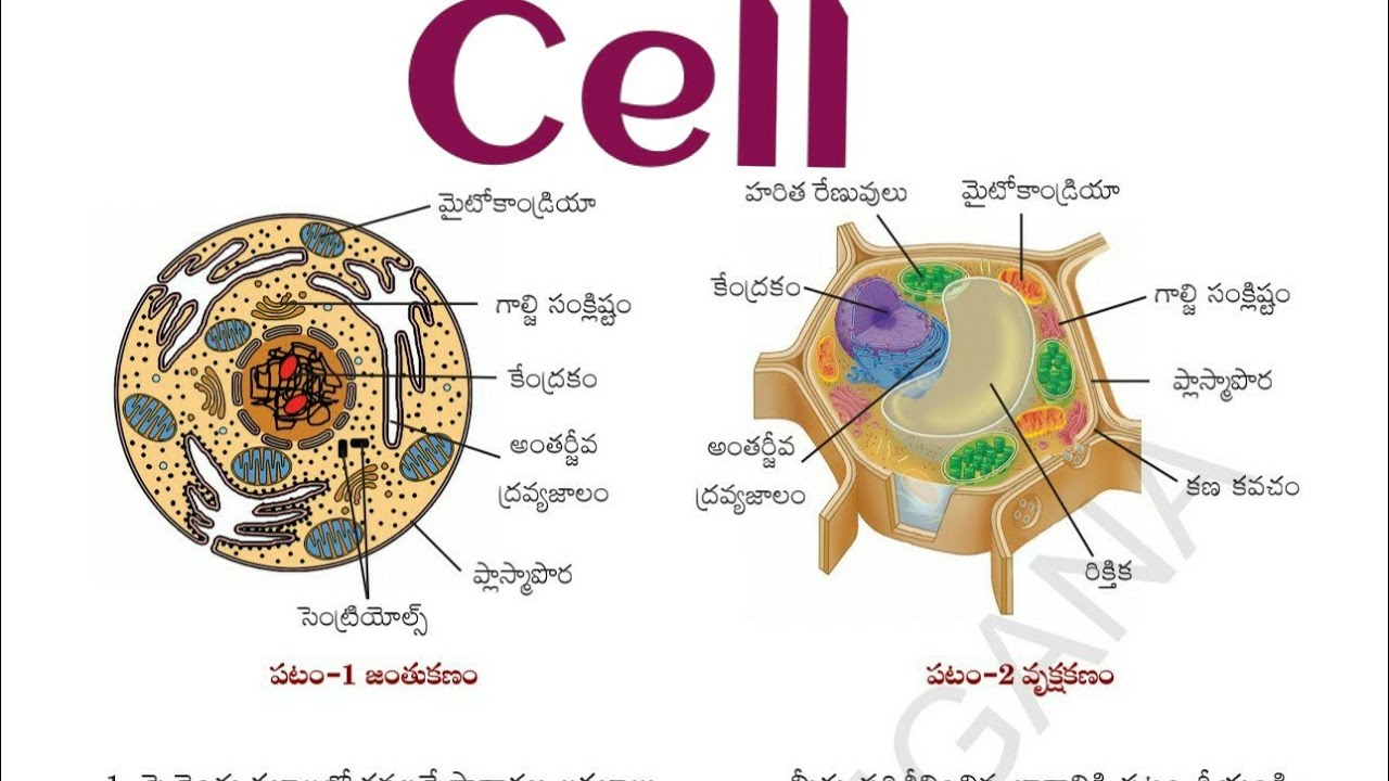Cell Structure 9th class - YouTube