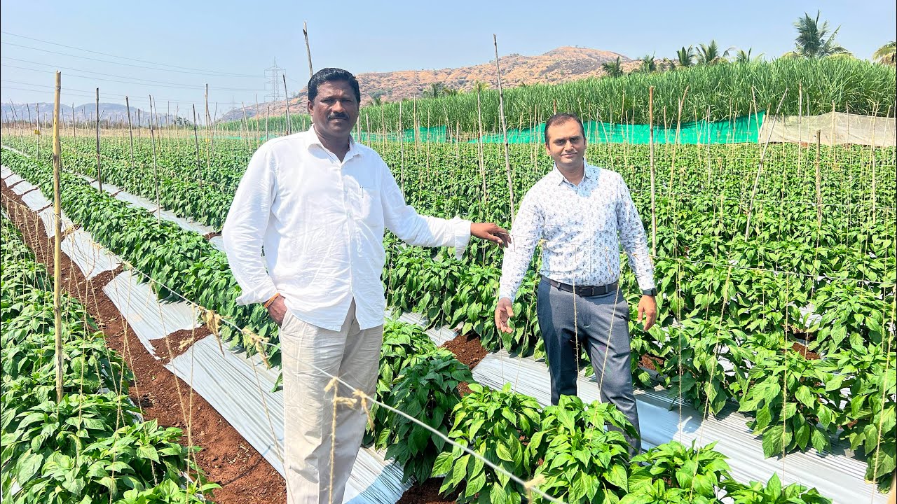 INDICHEM Specialty Fertilizers used Capsicum Plot - YouTube