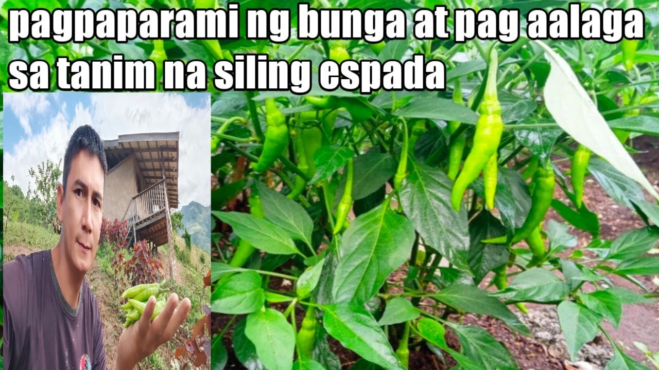 Pagtatanim at pagpaparami ng bunga ng siling espada - YouTube
