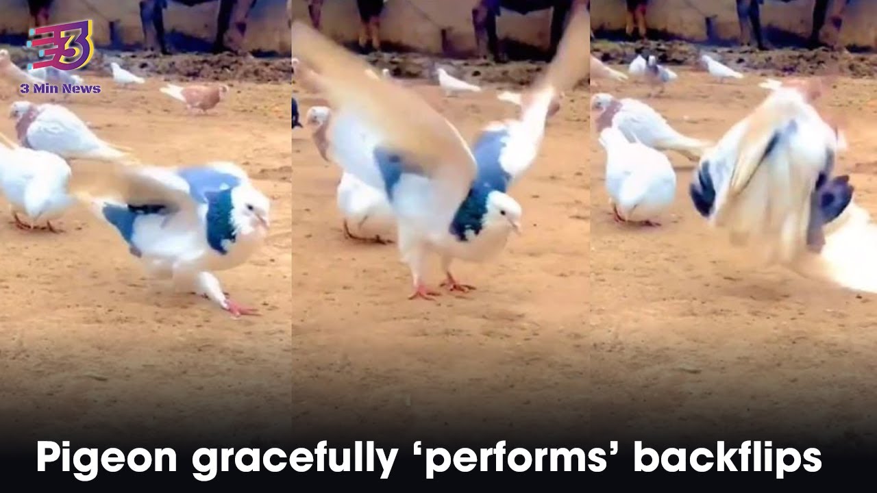 Pigeon gracefully ‘performs’ backflips | 3 Min News - YouTube