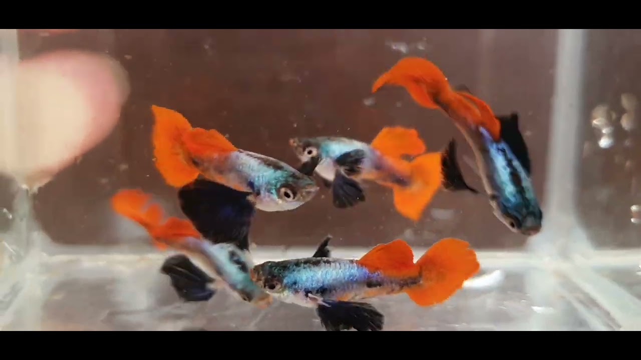 Dumbo red tail - YouTube