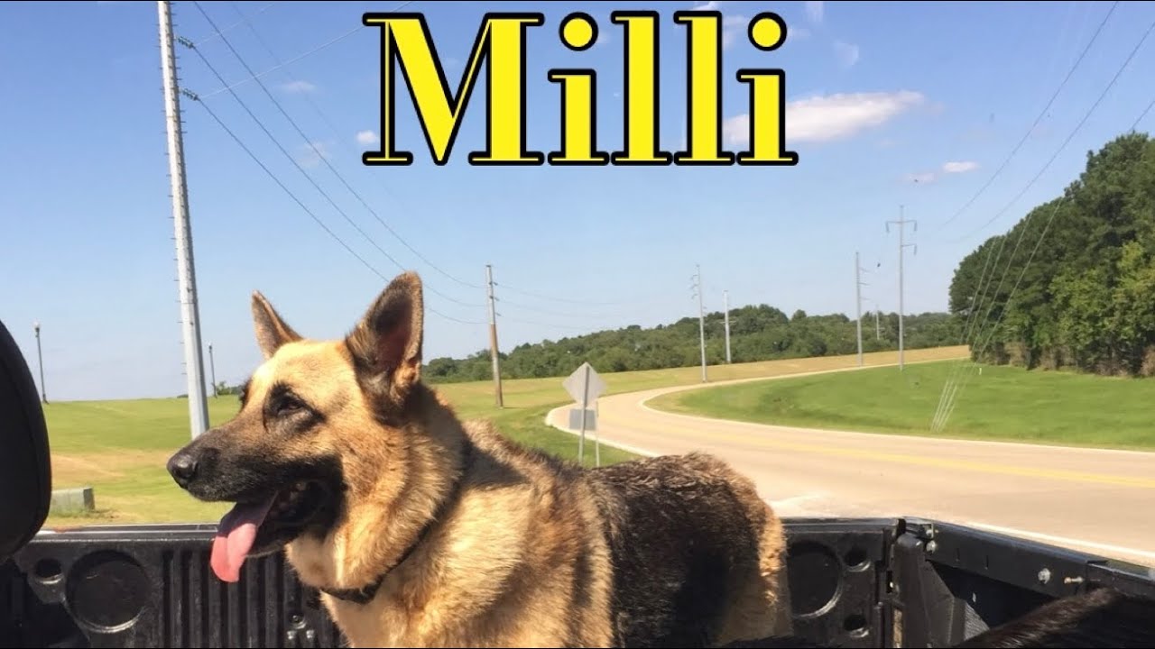 German Shepherd Runt Of The Litter