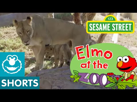 Elmo Meets Animal Families (Elmo at the Zoo #6)