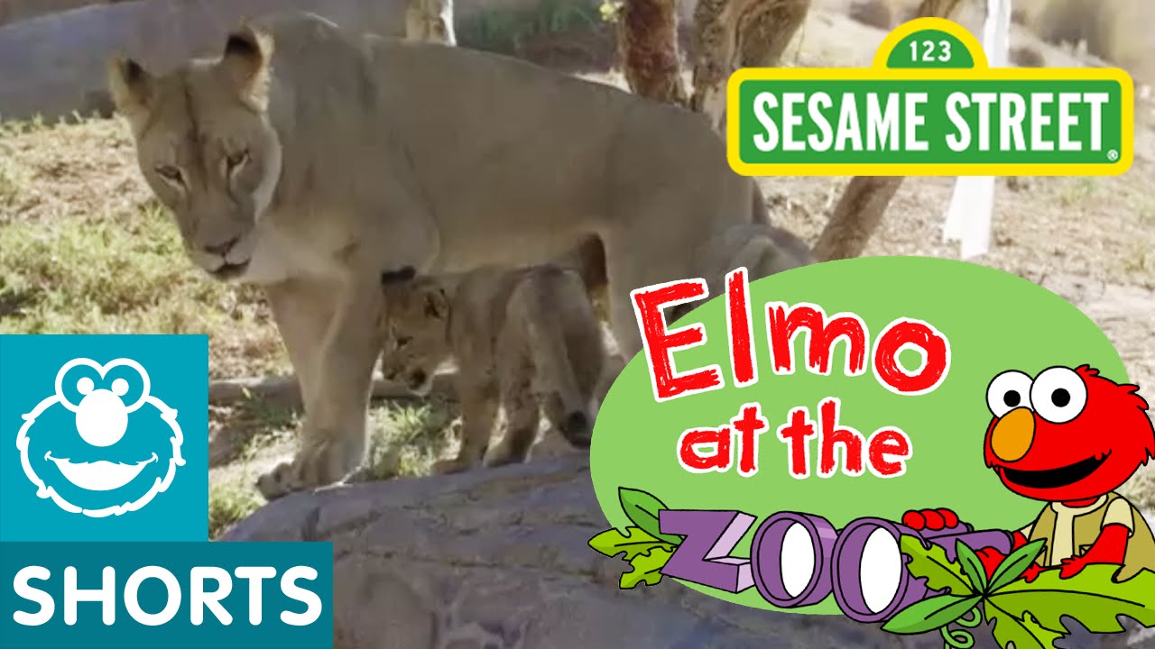 Elmo Meets Animal Families (Elmo at the Zoo #6) - YouTube