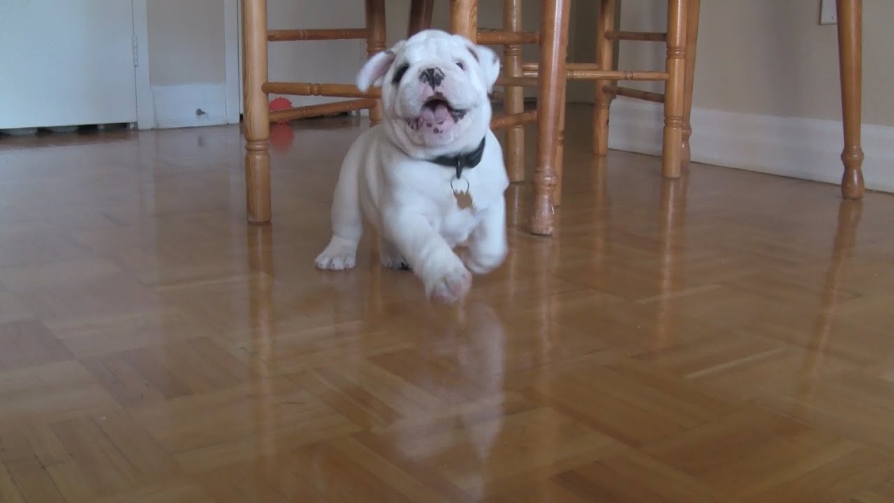 Bentley the Bulldog Puppy Playtime 2! - YouTube
