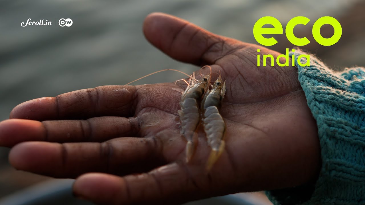 Eco India: How shrimp is being farmed in Punjab, miles away from the ...