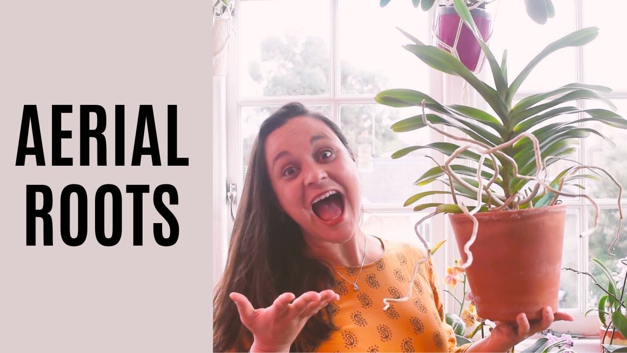 Discover Orchid Aerial Roots: Tips for a Healthy Orchid - YouTube