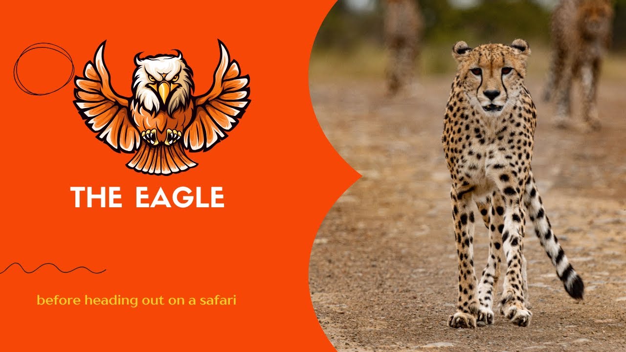"Speed Showdown: Cheetah vs. Falcon – Who’s the True Fastest?" - YouTube