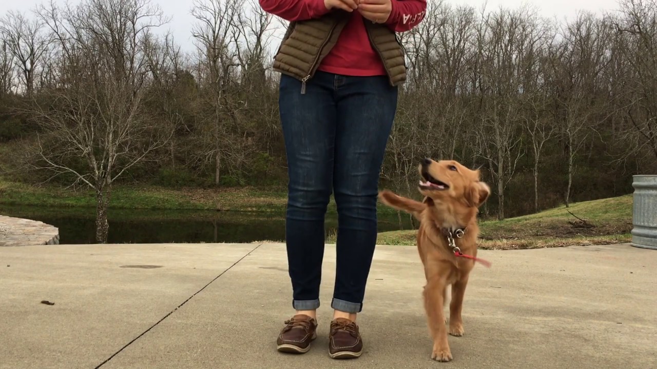 Franklyn - Diabetic Alert Dog in training - Obedience Cues - 6 Months ...