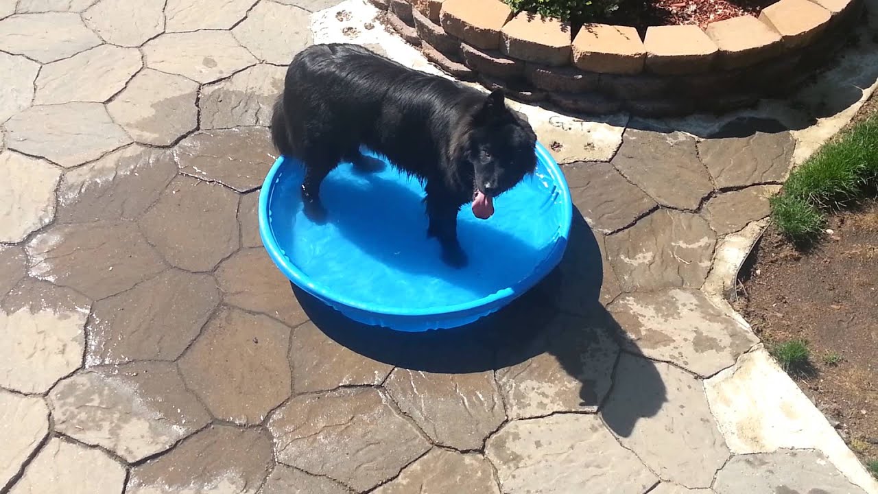 Jet playing in his pool - YouTube