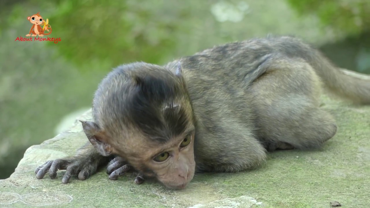Baby Monkey Lori Weak Power - She Need Save Power By Sleeping - YouTube