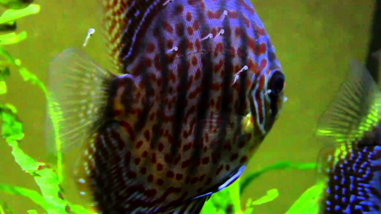 Blue Leopard Skin Discus Freeswimming Fry - YouTube