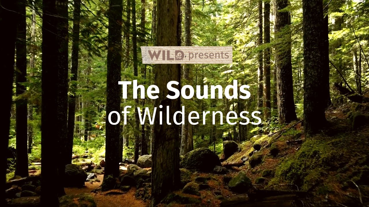 HOOT, HISS, HOWL: A tribute to the soundscape of wilderness - YouTube