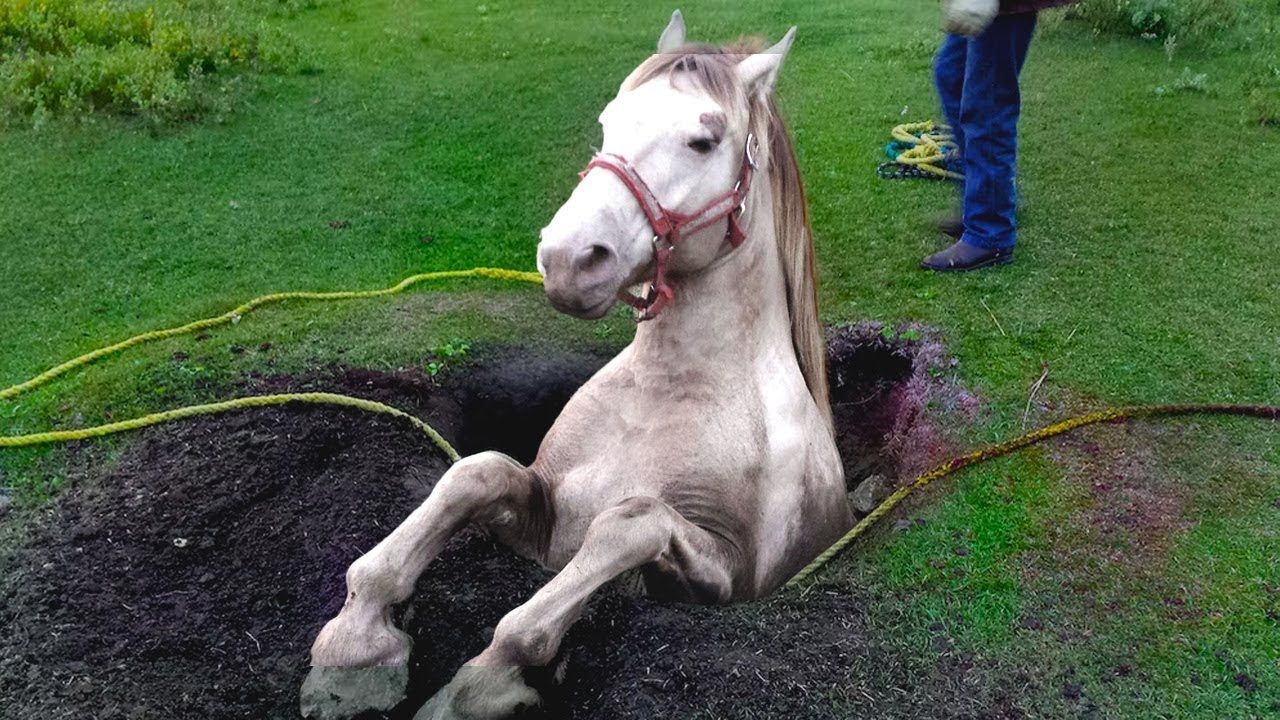 Embarrassing Moments For Animals - YouTube