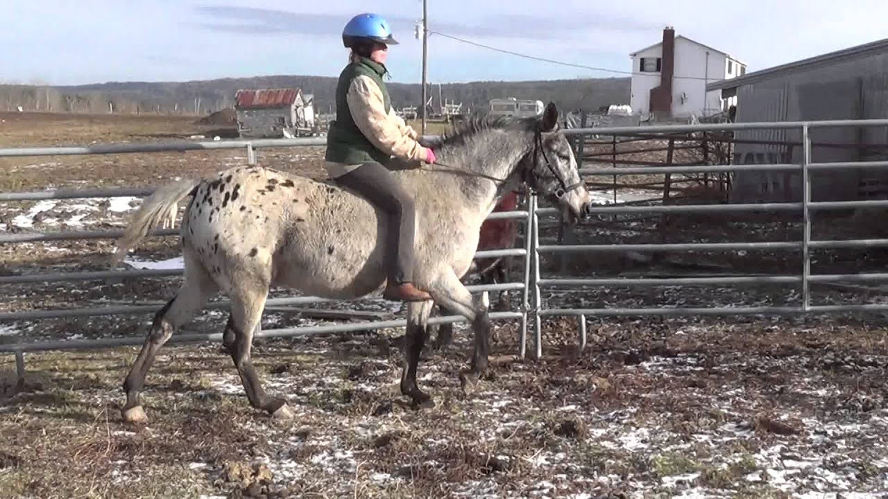 LEGGS FIRST JUMPS with rider & bitless bridle - YouTube