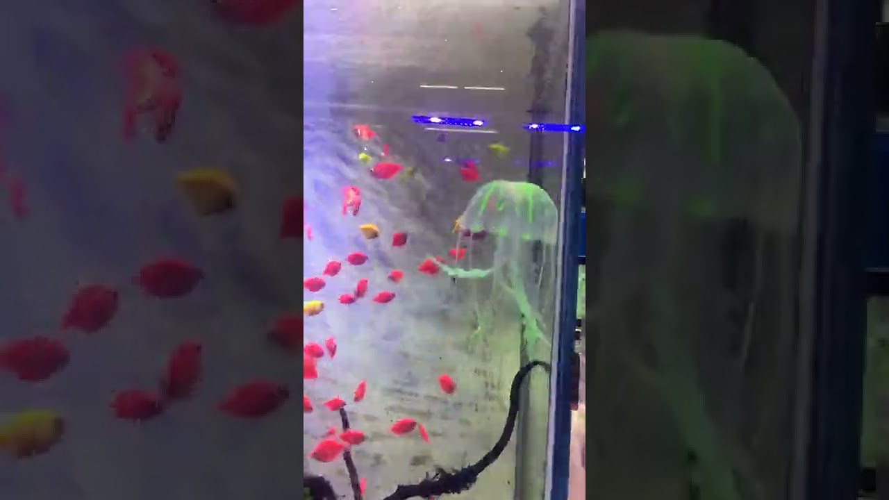 All Colour Neon Widow Tetra Fish Tank/ #aquariafarm #shorts #guppyfish ...