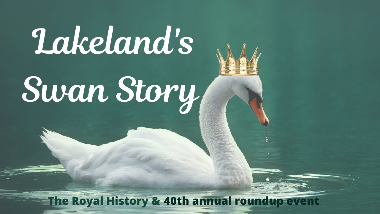 Lakeland Swan Story + 40th annual swan roundup event - YouTube