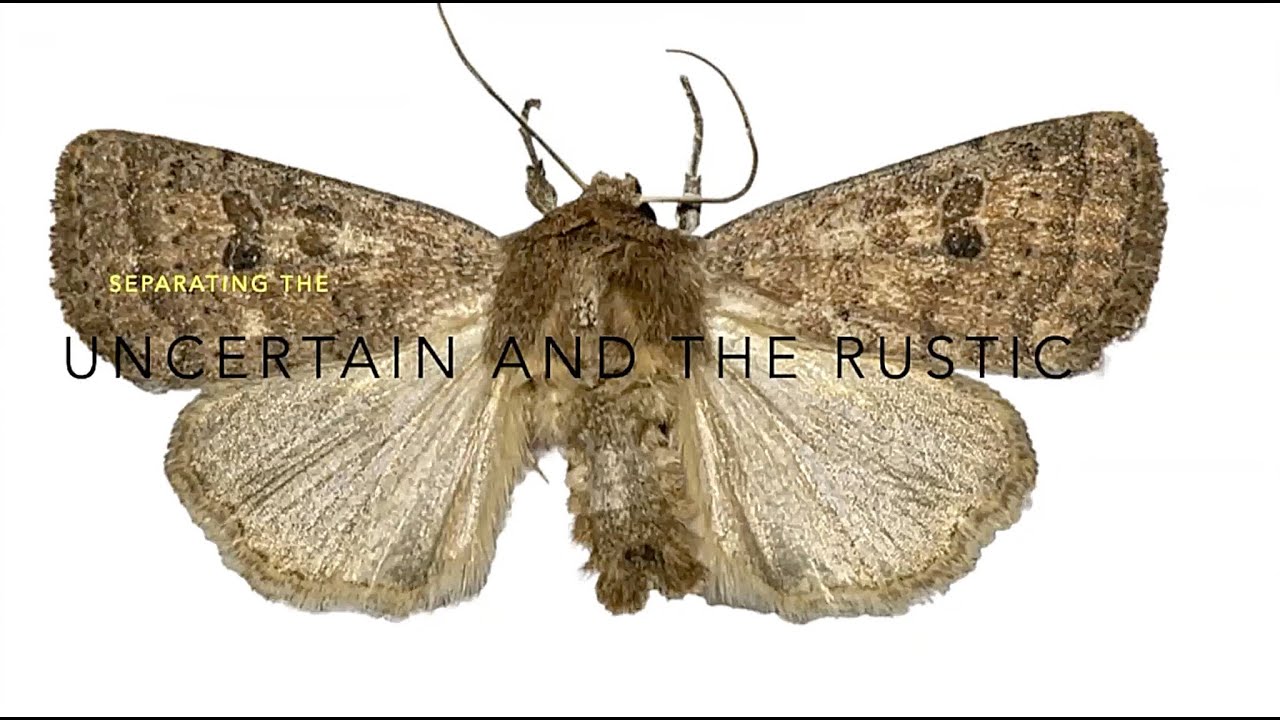 Identifying Moths The Uncertain and the Rustic - YouTube