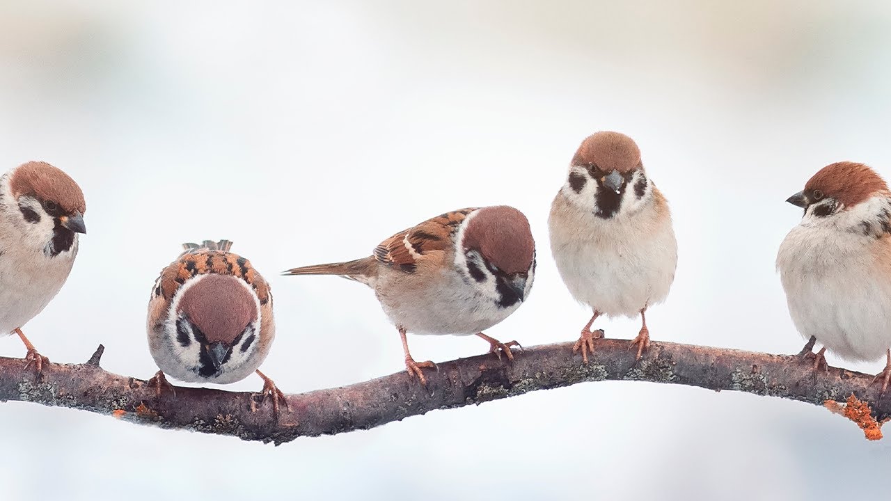 FUN UPBEAT MUSIC, MOOD BOOSTER HAPPY SILLY SONGS, AMAZING SMALL BIRDS ...