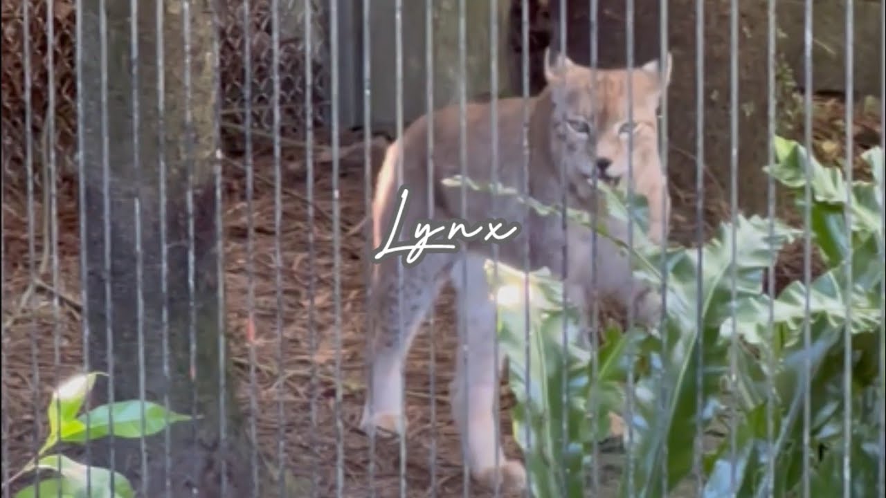 LYNX - YouTube